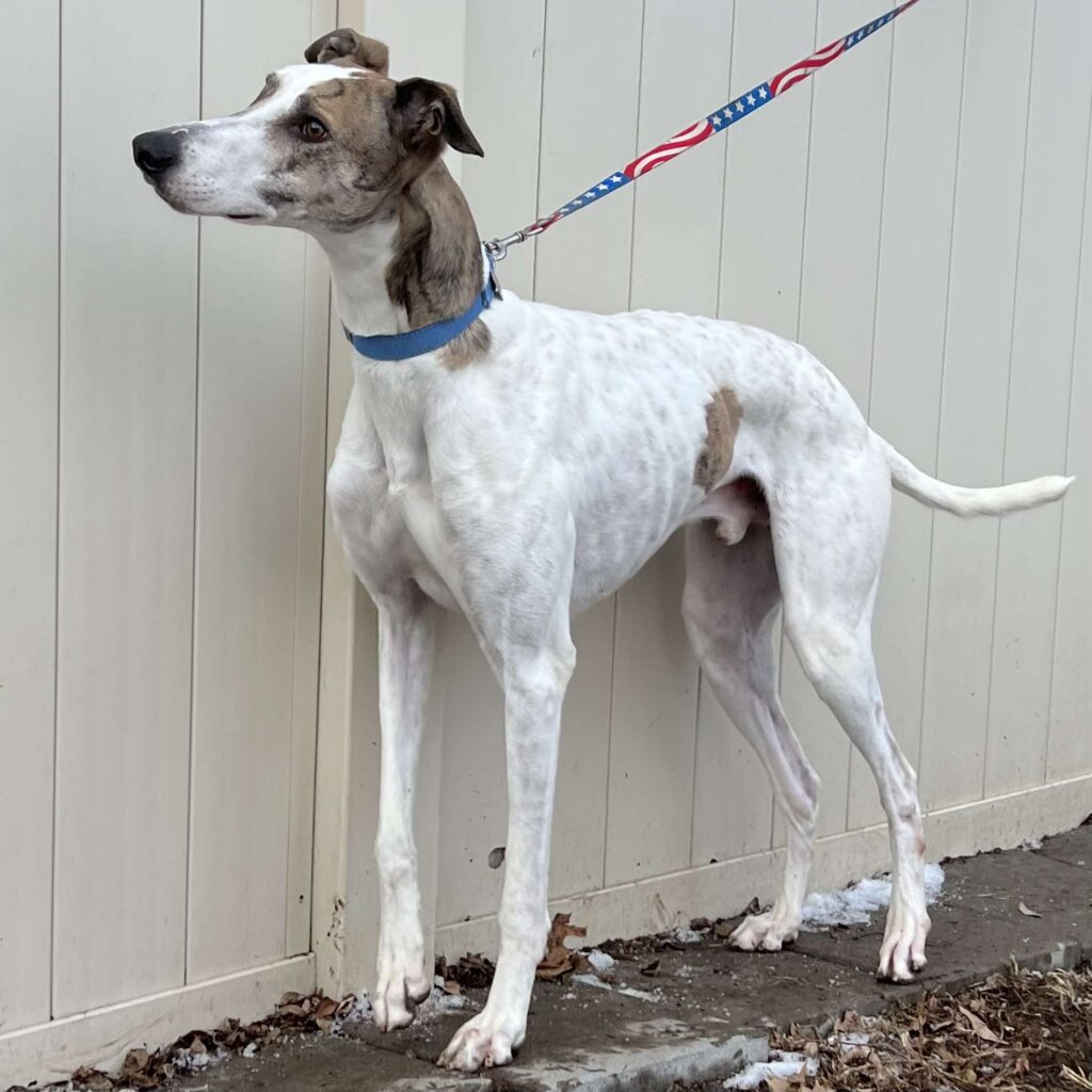 Oreo - Minnesota Greyhound Rescue