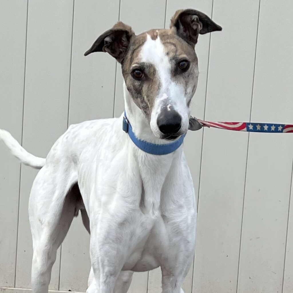 Oreo - Minnesota Greyhound Rescue