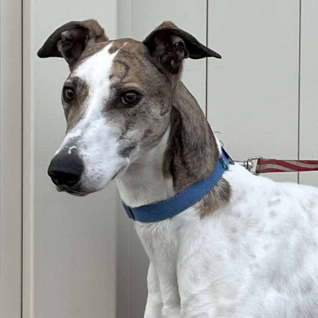 Oreo - Minnesota Greyhound Rescue