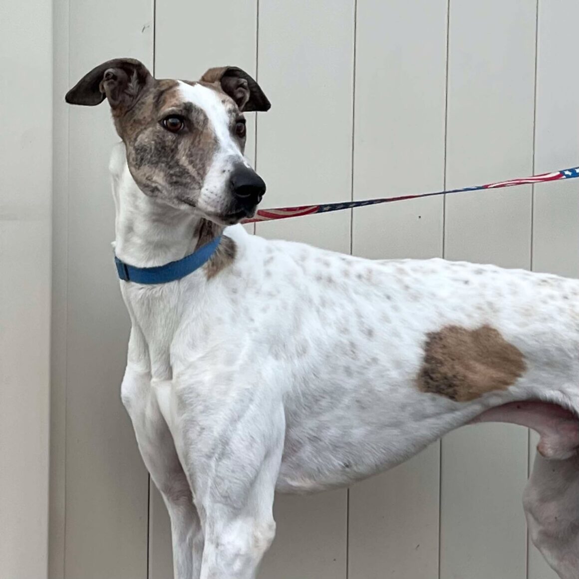 Oreo - Minnesota Greyhound Rescue