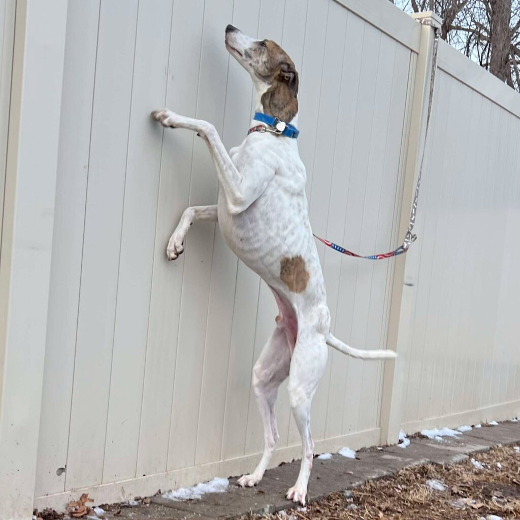Oreo - Minnesota Greyhound Rescue